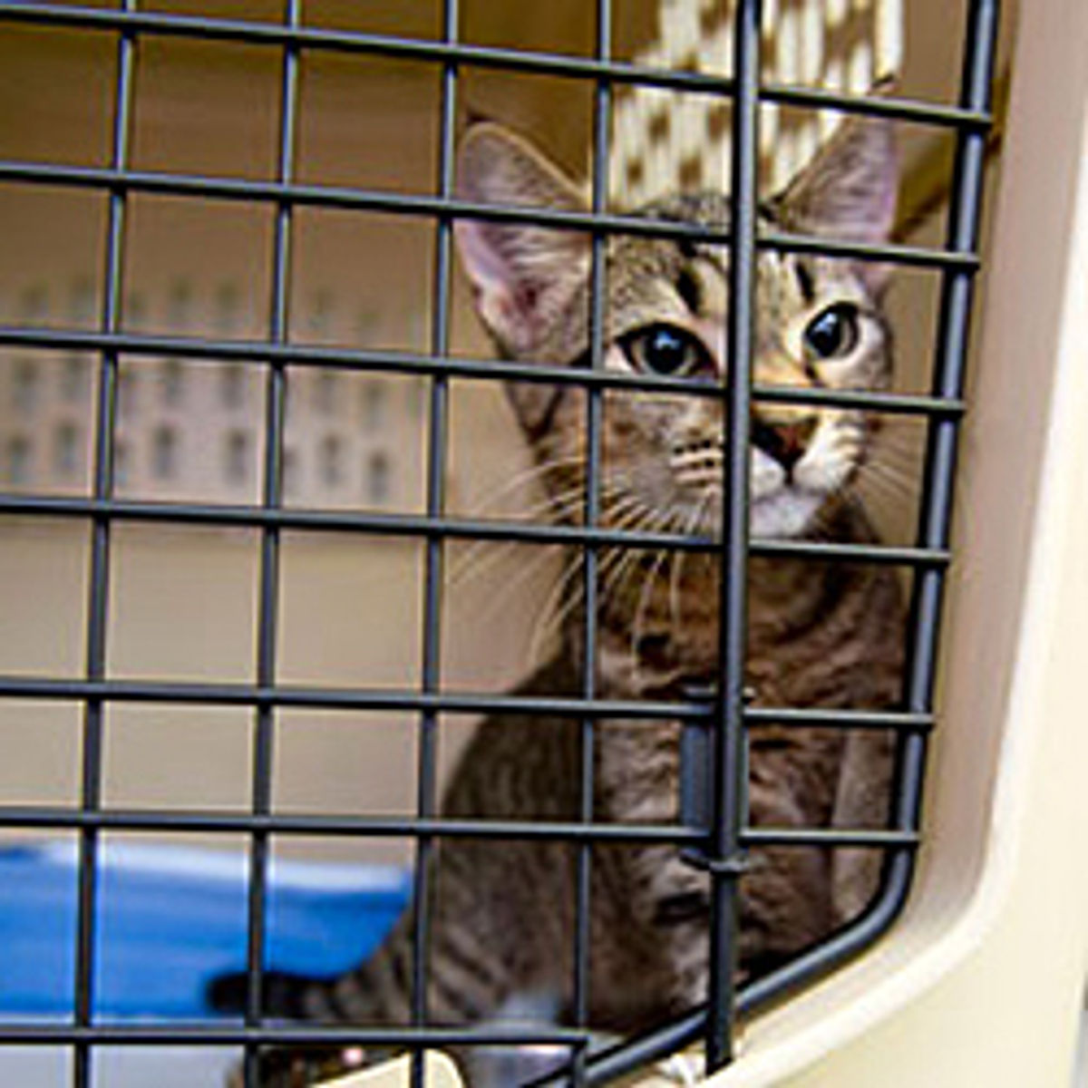 What You Need to Know About Flying With Pets | TravelAge West