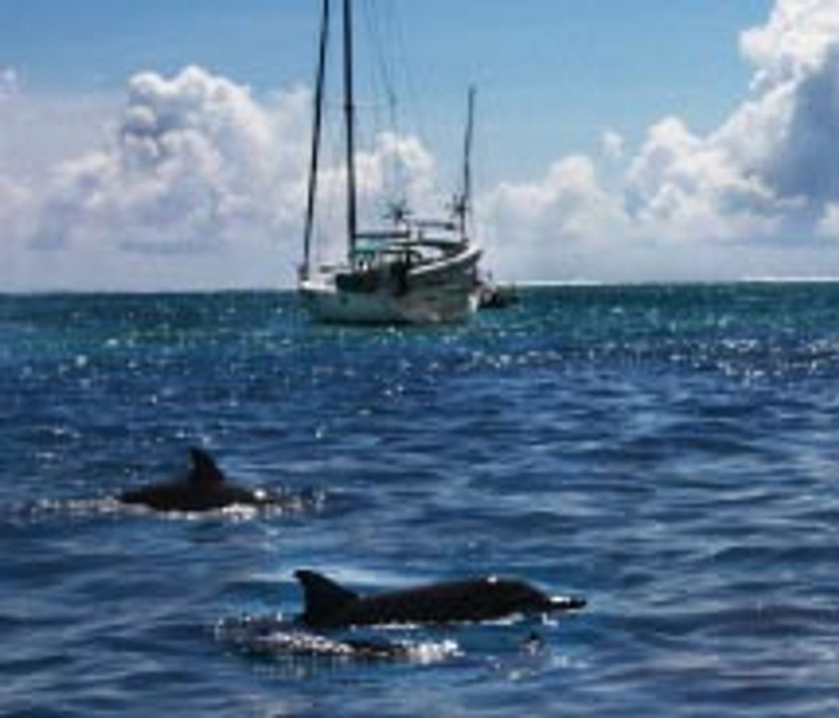 Moorea Dolphins | TravelAge West