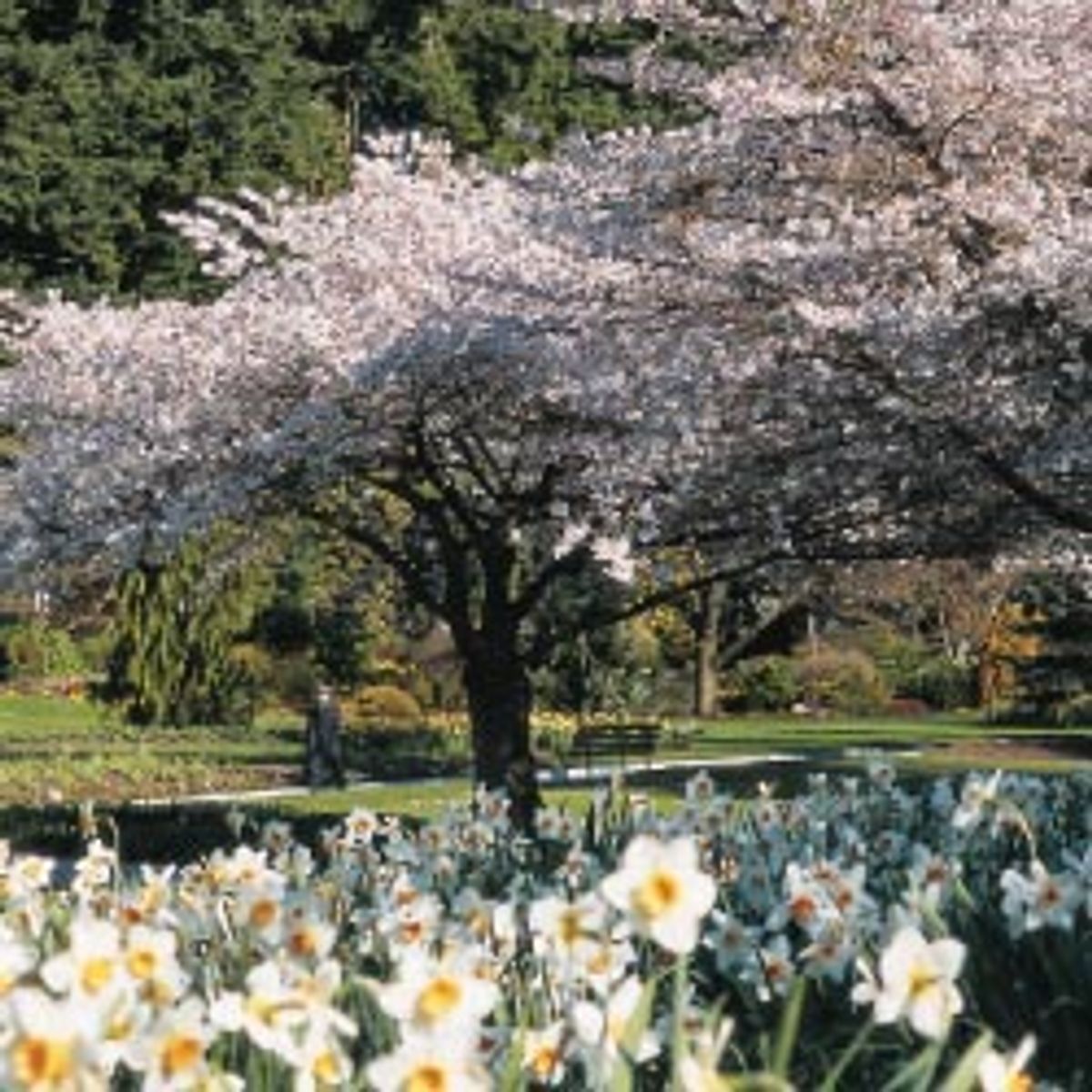 Five Ways to Celebrate Spring in Vancouver | TravelAge West