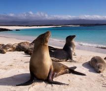 Austin-Lehman Adds Cruises | TravelAge West