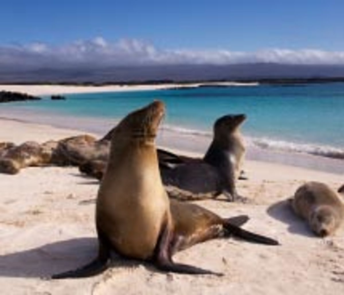 Austin-Lehman Adds Cruises | TravelAge West