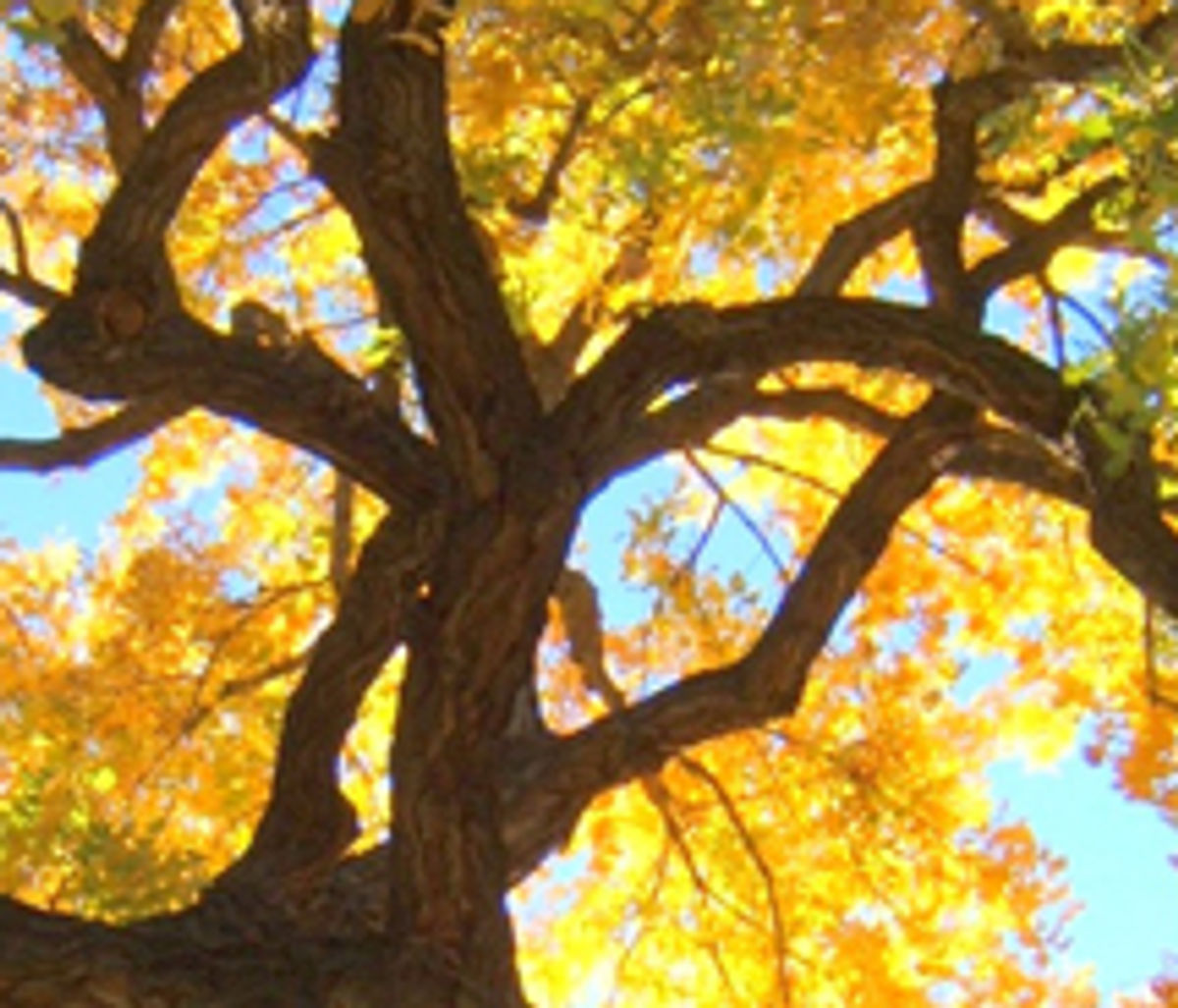 Best Places to Spend Fall in Tucson | TravelAge West