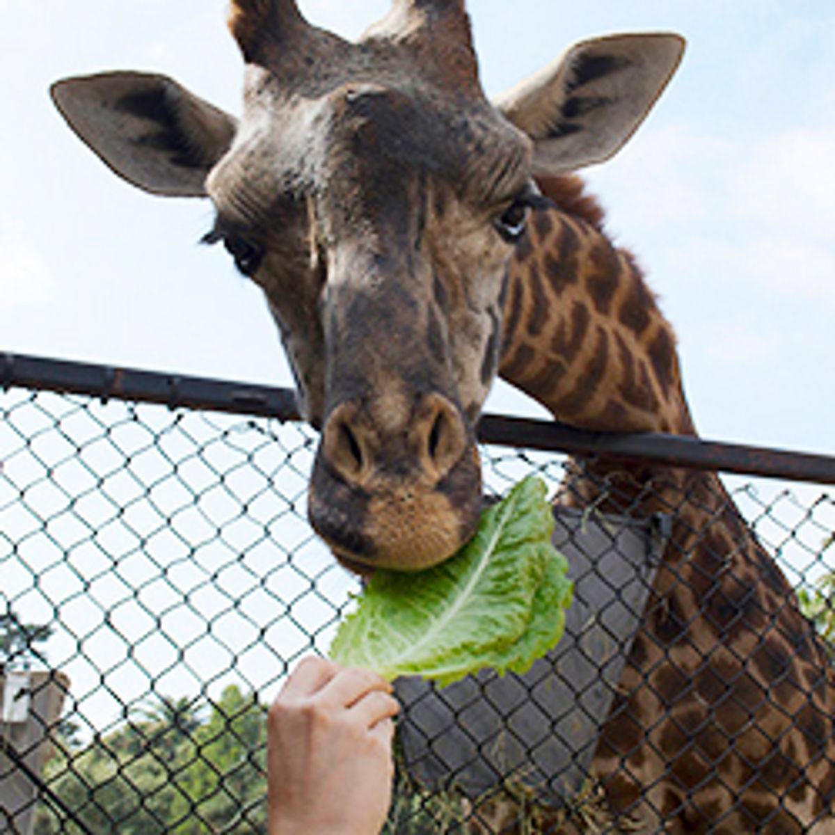 Good Times Await at Santa Barbara Zoo | TravelAge West