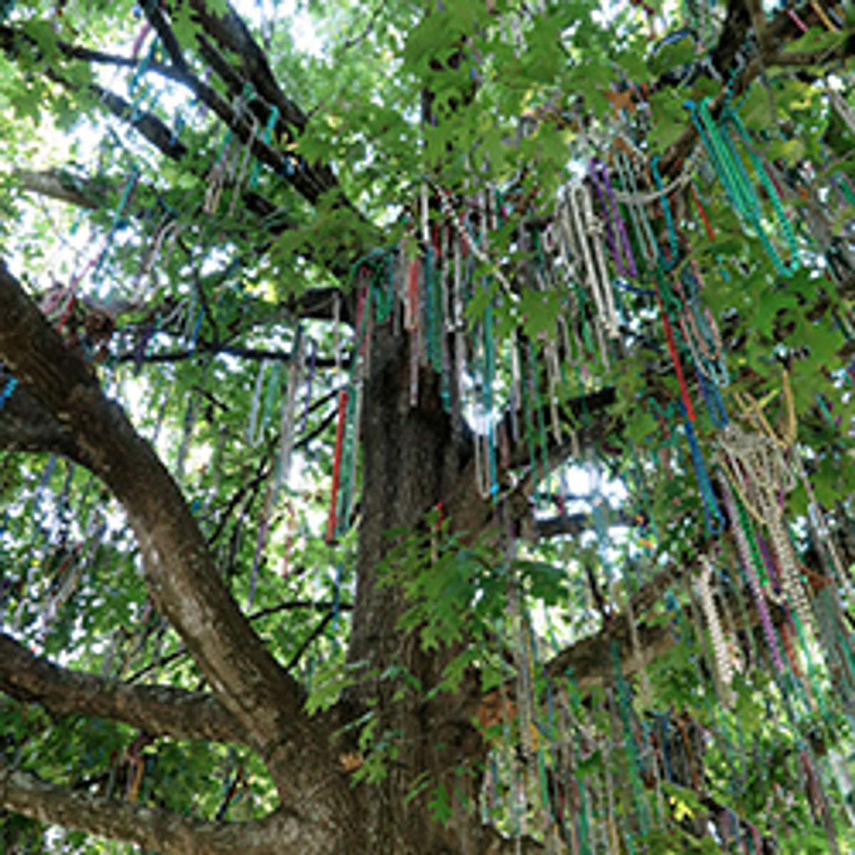 College Visit Guide: Tulane University | TravelAge West