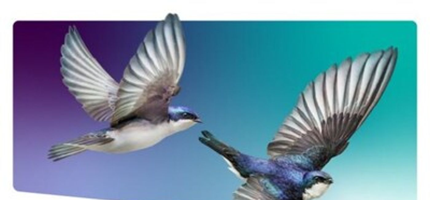 WestJet and Telus Loyalty Rewards Team Up | TravelPulse Canada