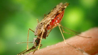 Cuba Tightens Health Measures Amid Regional Mosquito Concerns ...