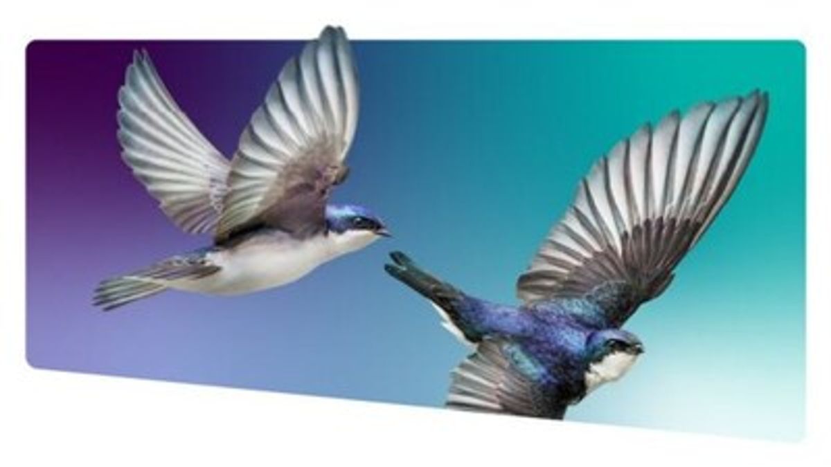 WestJet and Telus Loyalty Rewards Team Up | TravelPulse Canada