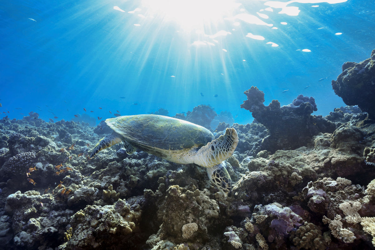 Explora Journeys Unveils New Marine Photography Exhibit Aboard Explora ...