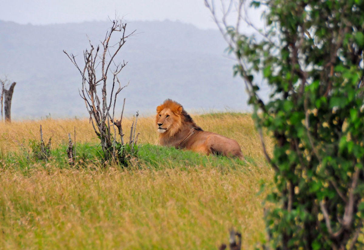 Collette Offers Immersive Kenya and Tanzania Safari Experience ...