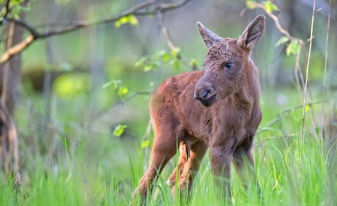 Help wanted in naming an orphaned baby moose: Travel Weekly Asia