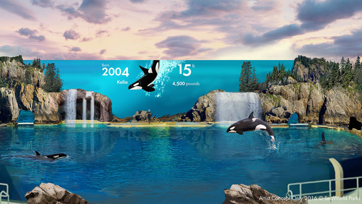 SeaWorld describes upcoming orca exhibit as 'live documentary': Travel ...