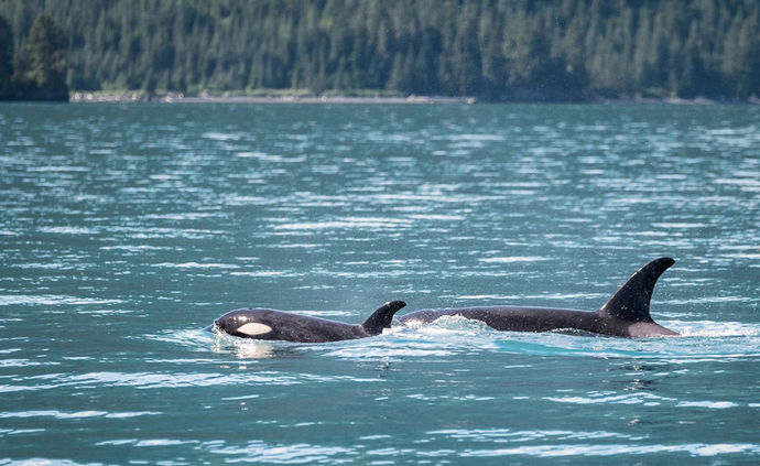 Cruise sets sail in search of orcas: Travel Weekly