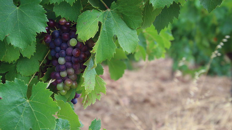 Wine and song in southern France: Travel Weekly