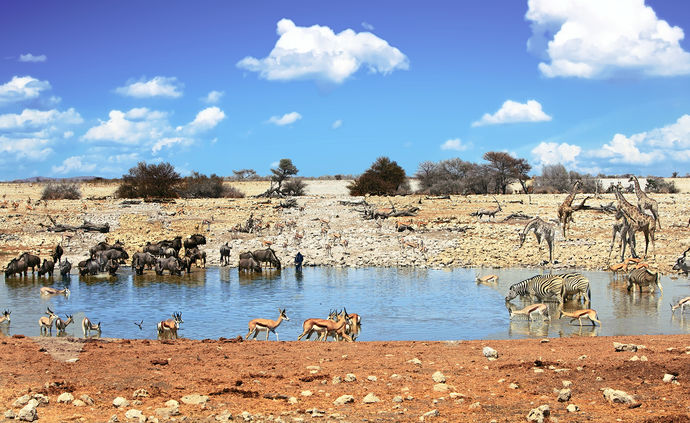 Discovering Namibia's heartbeat along the Omulunga Palm Route: Travel ...