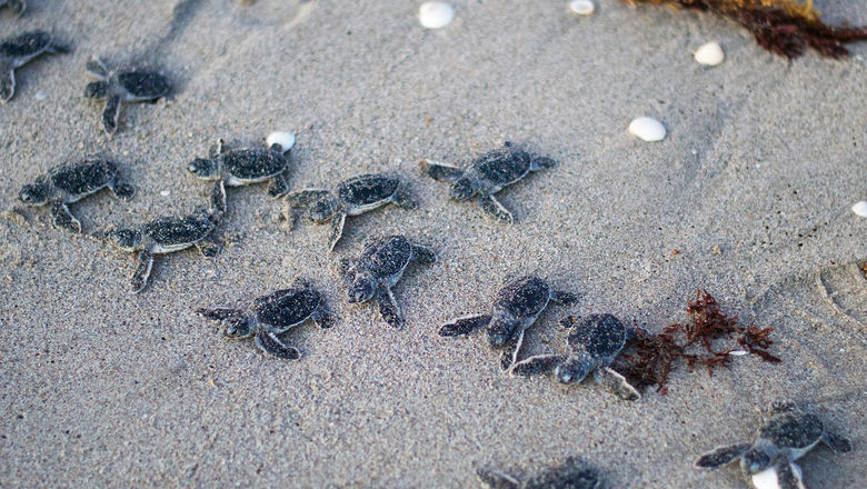 Turtle nesting season underway on Florida beaches: Travel Weekly