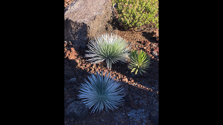 Hawaii's changing landscape: Travel Weekly