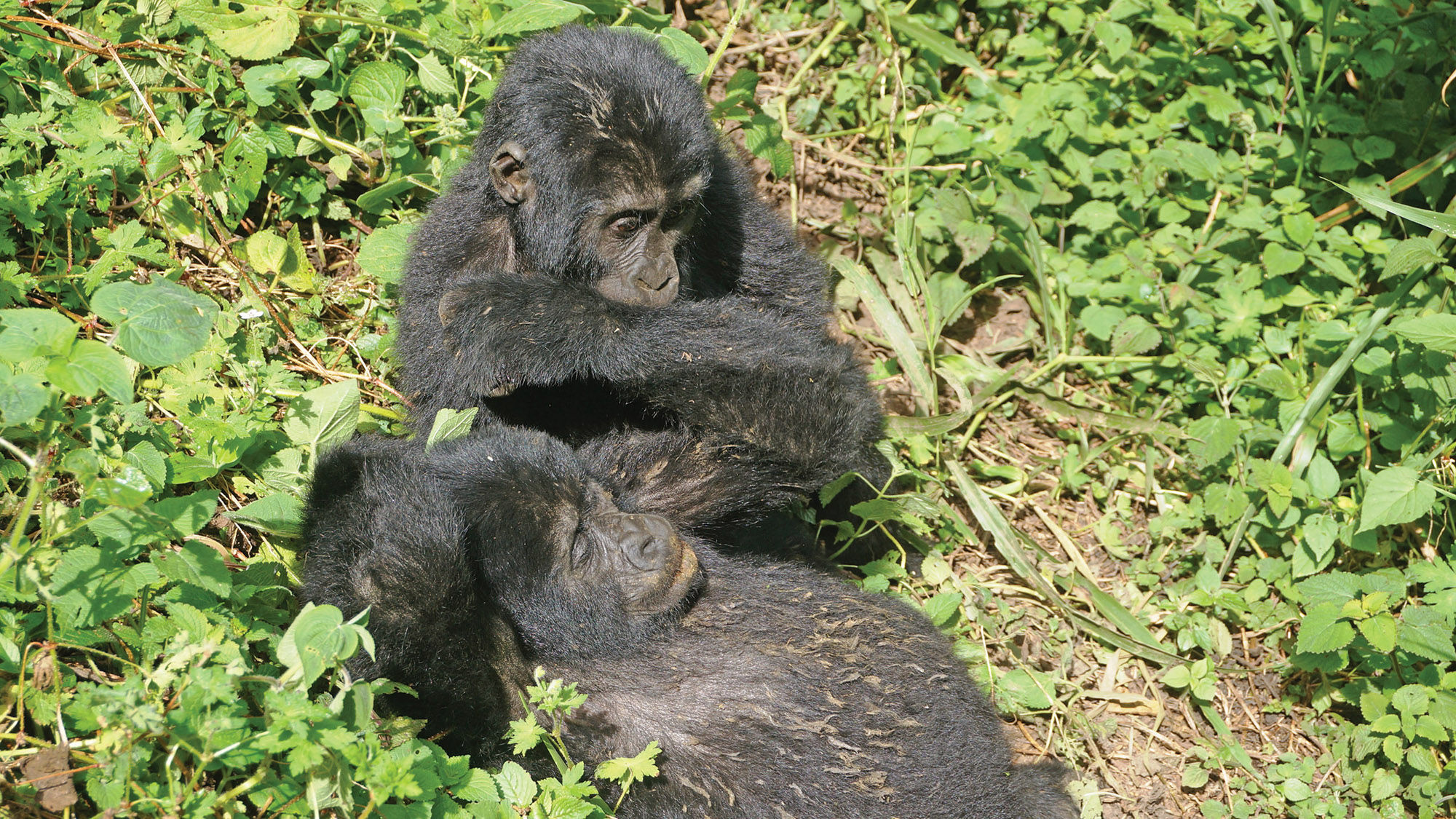 Prime primate viewing at three East Africa lodges: Travel Weekly