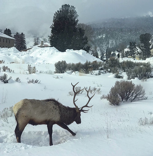 Tauck's 'culturious' adventure in Yellowstone offers up exceptional ...