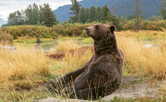 Taking a walk on the wild side on Turnagain Arm trip: Travel Weekly