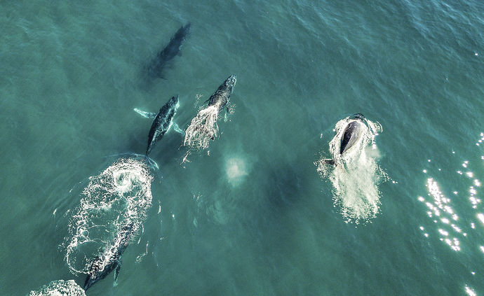 Whale season from a different perspective: Travel Weekly