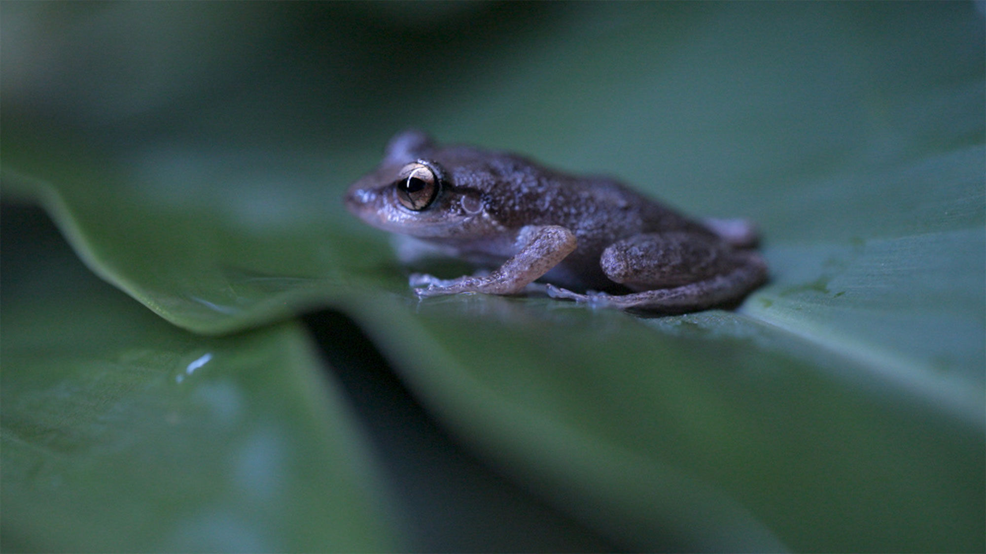 A donation to help the coqui of Puerto Rico: Travel Weekly