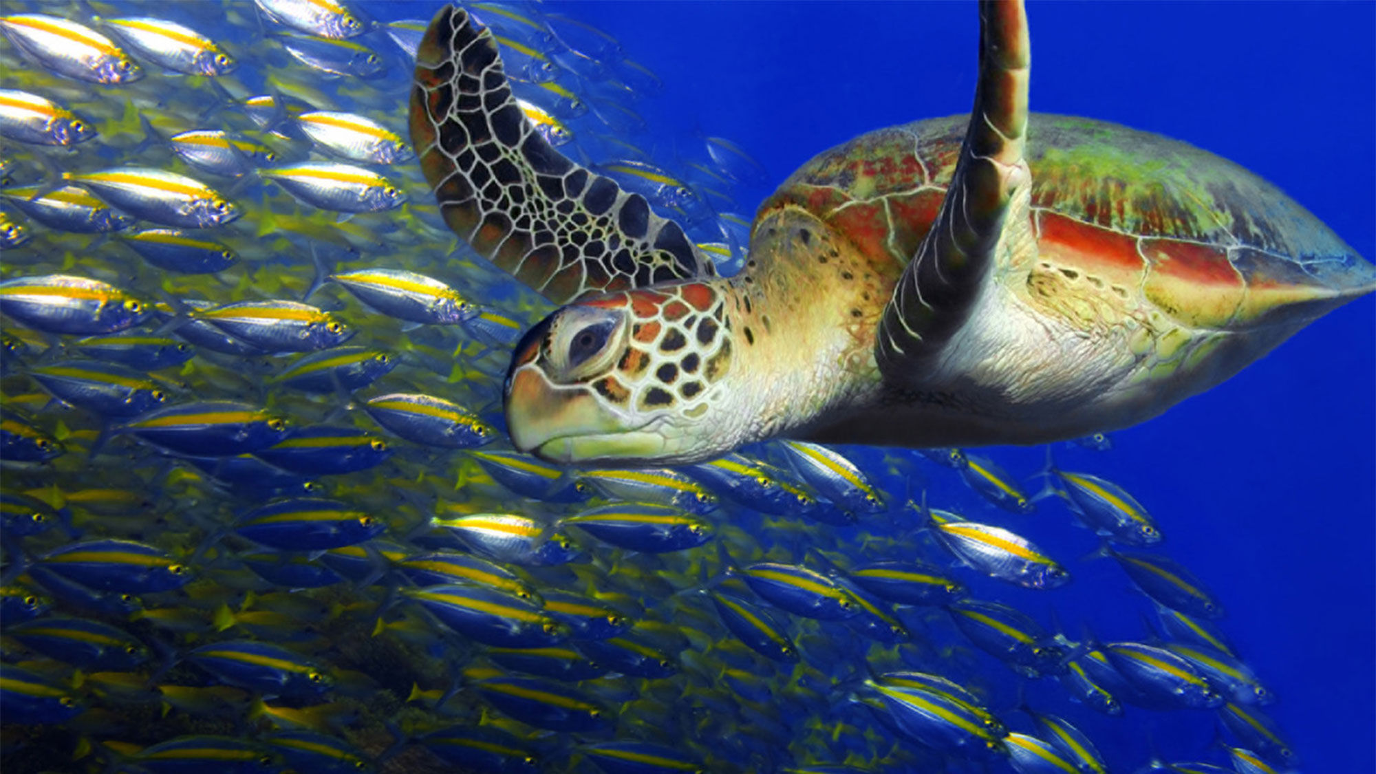 Sea turtle viewing is part of the offering at two Caribbean resorts ...