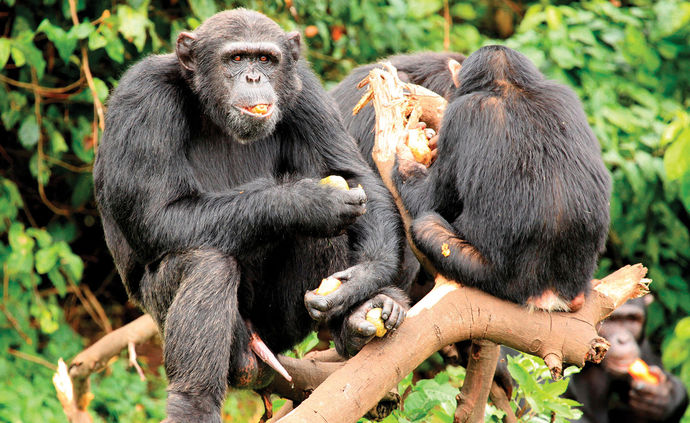 Volcanoes Safaris Unveils Specialist Chimpanzee Safari in Uganda’s ...