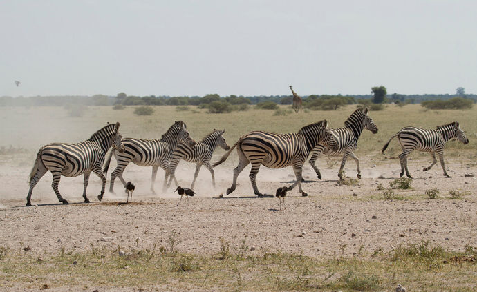 Witness the zebra migration in Botswana: Travel Weekly