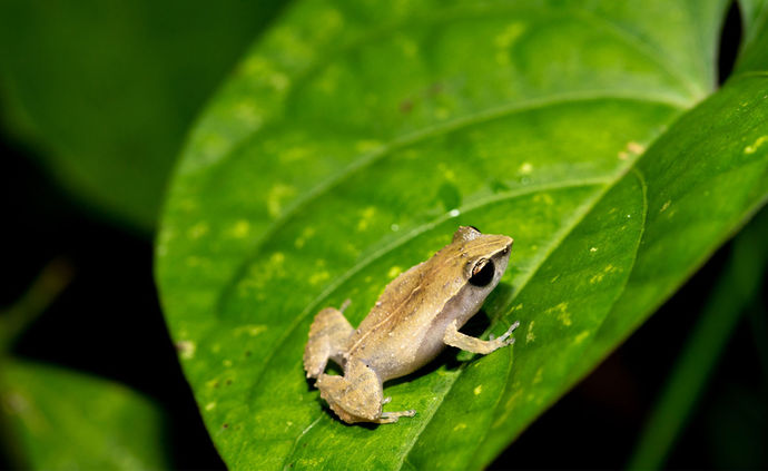 Little coqui, a symbol of Puerto RIco, gets a big place on a Frontier ...