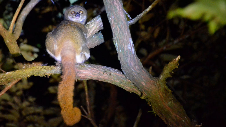 Madagascar's majesty is on full display on Masoala Peninsula: Travel Weekly