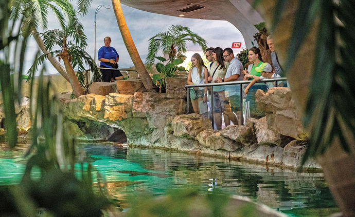SeaWorld debuts limited-time 'Ultimate Shark Experience' for guests ...