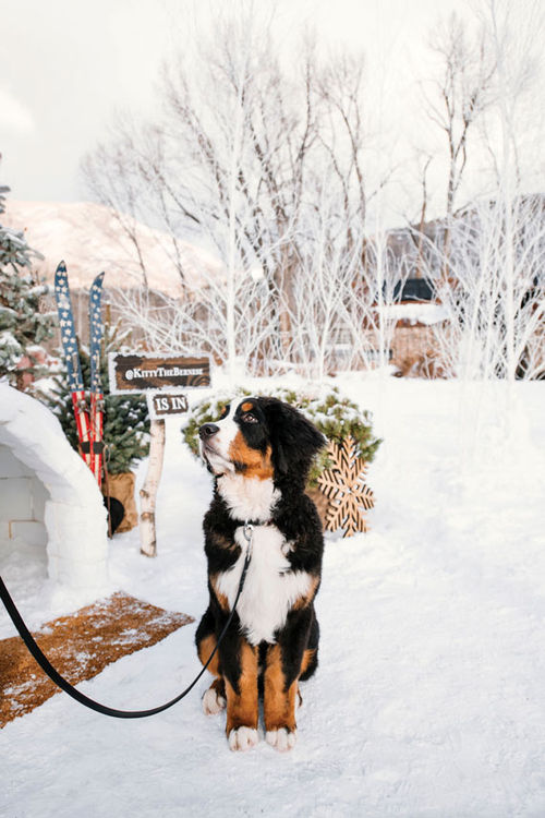 Resident dogs bring friendly, furry faces to hotel lobbies: Travel Weekly