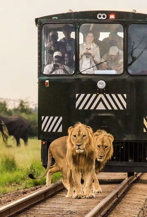A safari surge expected in Zimbabwe's Hwange National Park: Travel Weekly