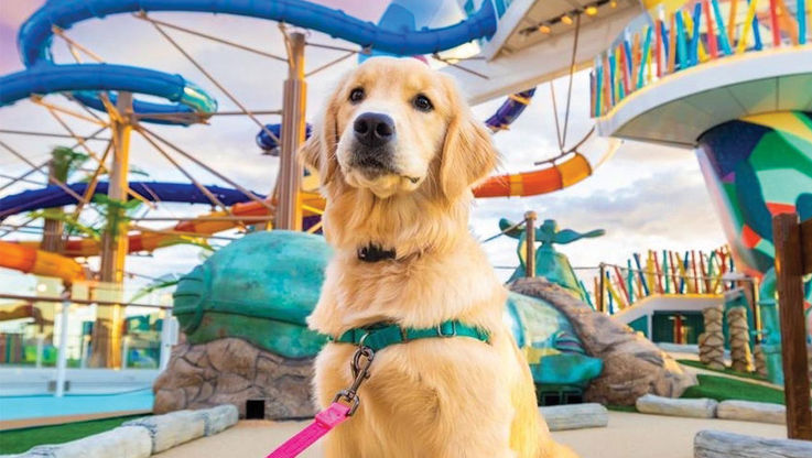 All paws on deck! Meet Royal Caribbean's 'chief dog officers': Travel ...