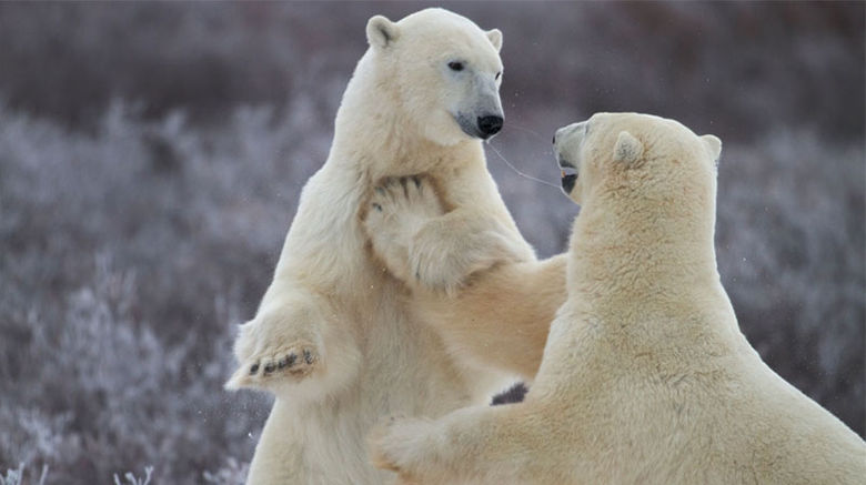 Kings of the Arctic: Travel Weekly