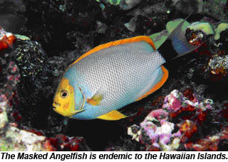 Northwestern Hawaiian Isles on display at Waikiki Aquarium: Travel Weekly