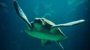 Sea turtle conservation event set for Riviera Maya: Travel Weekly