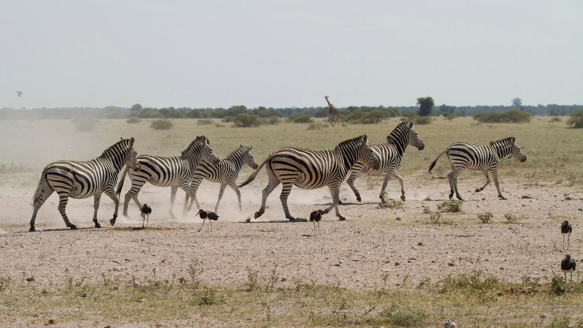 Witness the zebra migration in Botswana: Travel Weekly