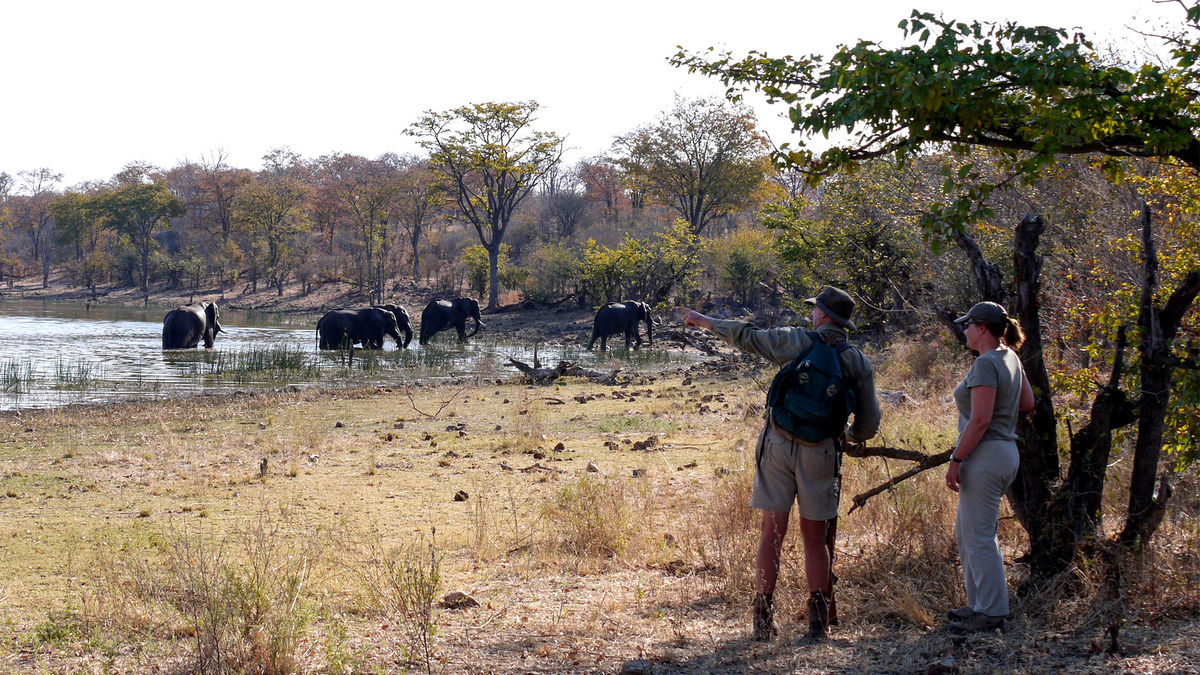 Guests learn safari guide training techniques in new Wild Expeditions ...