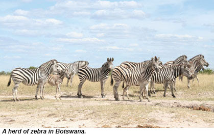 Zebra migration: Botswana’s best-kept secret: Travel Weekly
