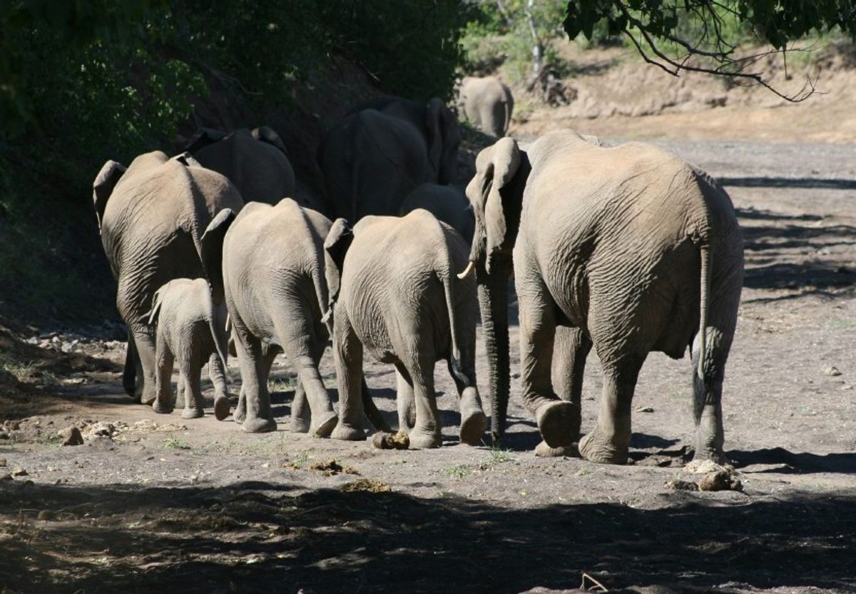 Find Tuli Block, Botswana Hotels- Downtown Hotels in Tuli Block ...