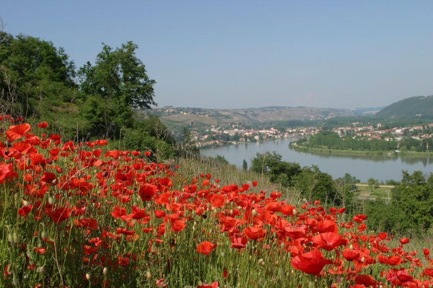 Cruise Lines Visiting Rhone River- Europe Cruises: Travel Weekly