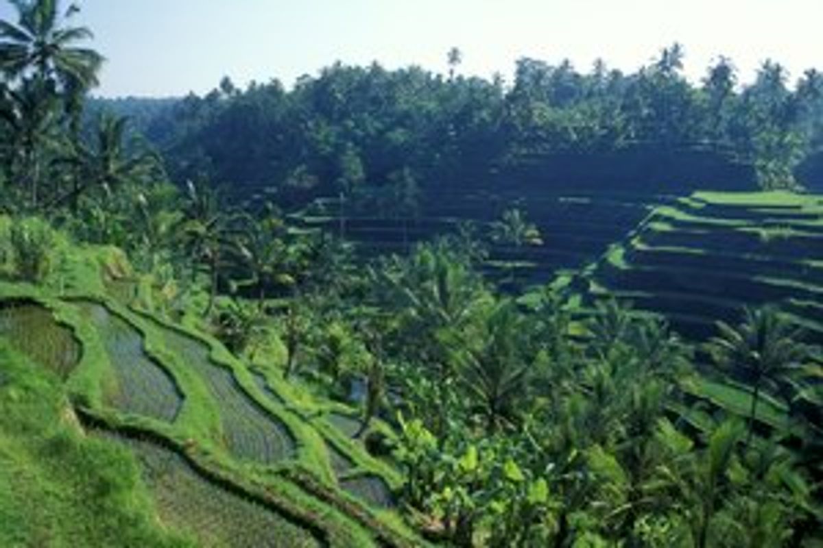 Find Ubud, Indonesia Hotels- Downtown Hotels in Ubud | TravelAge West