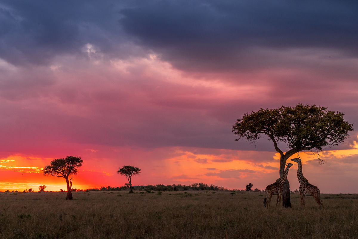 Masai Mara Game Reserve, Kenya Event Space & Hotel Conference Rooms ...