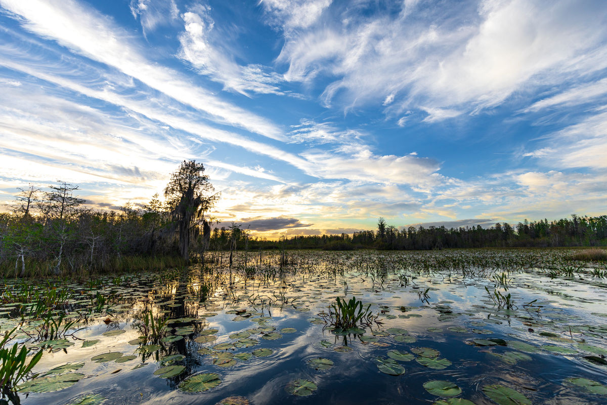 Find Okefenokee Swamp and National Wildlife Refuge, GA Hotels- Downtown ...