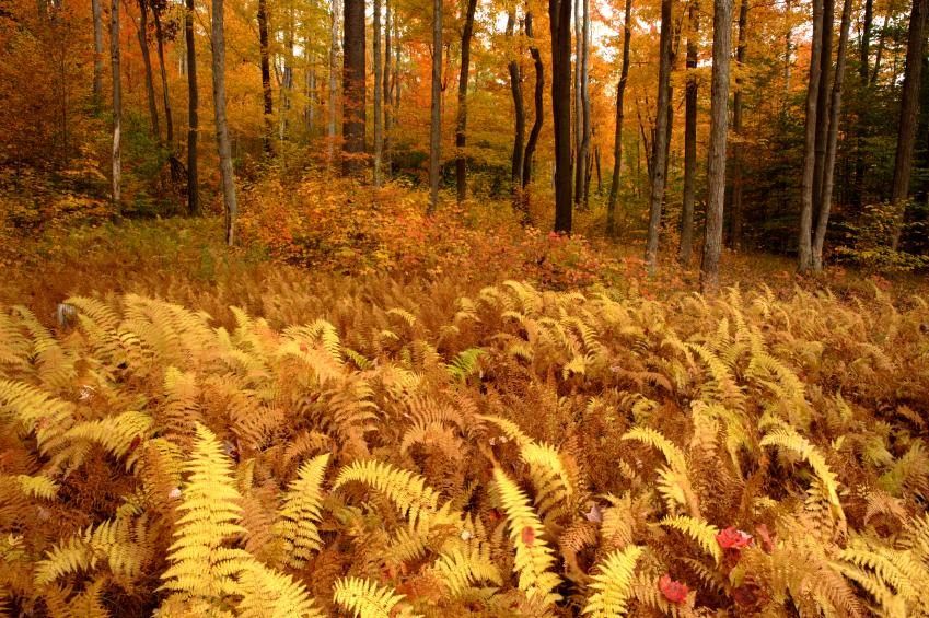 Find The Alleghenies, NY Hotels- Downtown Hotels in The Alleghenies ...