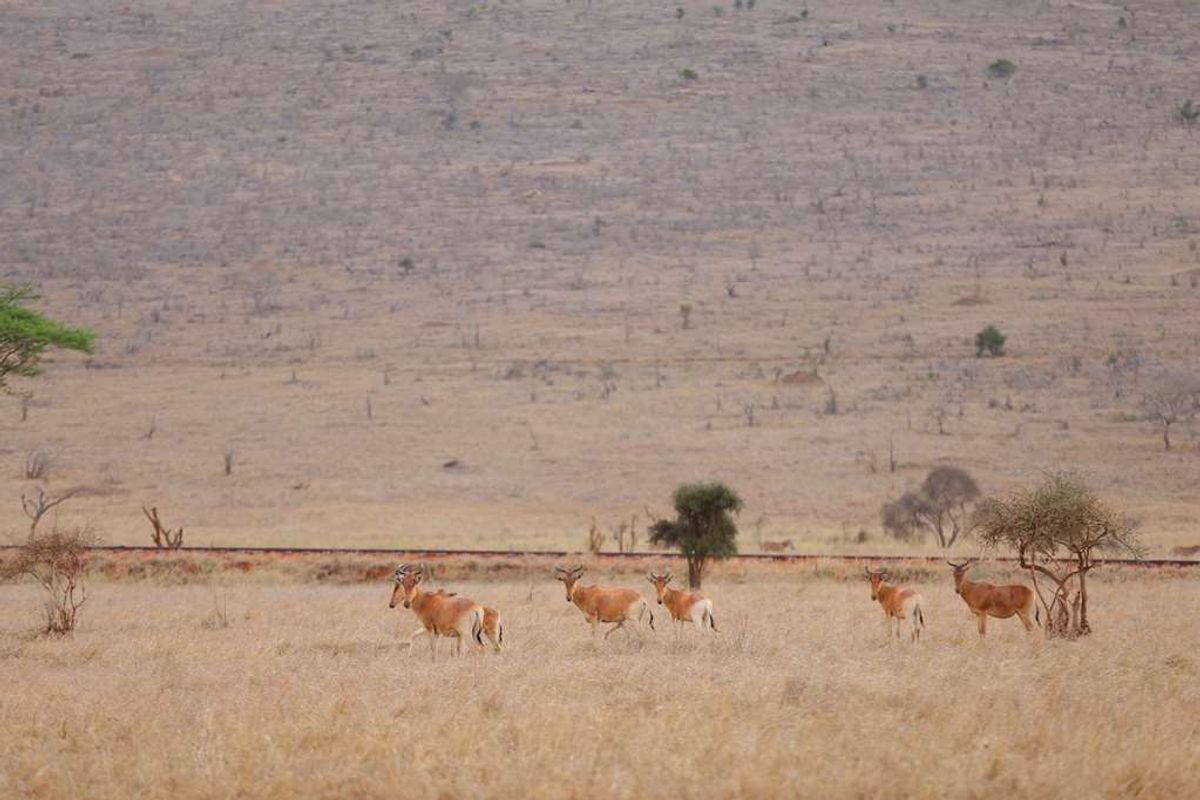 Taita Hills Safari Resort & Spa- First Class Tsavo Natl Park, Kenya ...