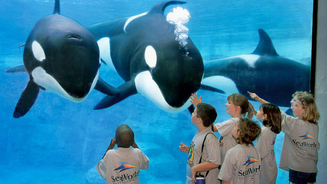 SeaWorld Entertainment makes a summer comeback: Travel Weekly