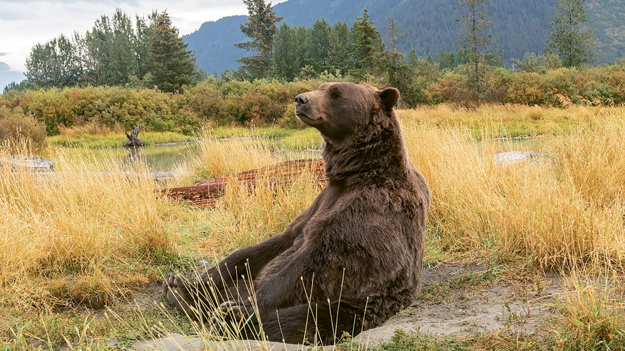 Taking a walk on the wild side on Turnagain Arm trip: Travel Weekly